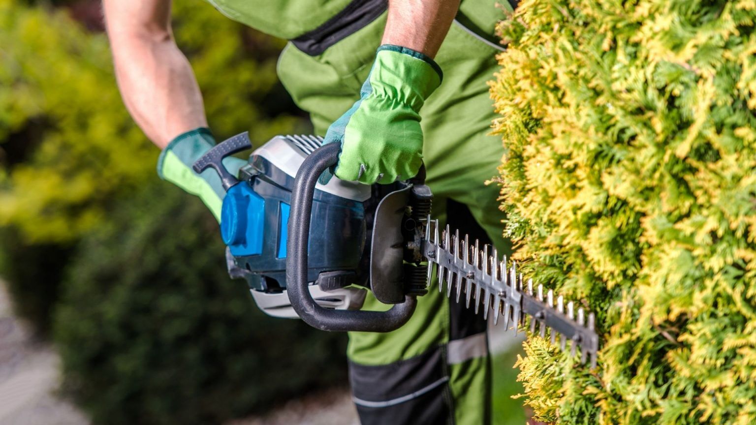 Tree Trimming Service Duluth GA - Duluth Tree Service